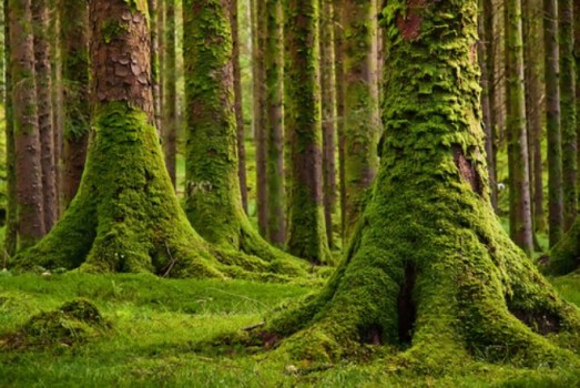 The Beauty Of Moss Gardening - Chapelboro.com