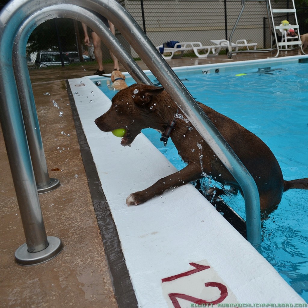All Paws in the Pool for the 14th Annual Orange County Dog Swim ...