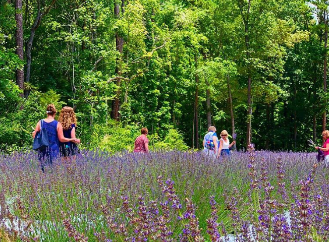 Tu for Two: Lavender Oaks Farm - Chapelboro.com