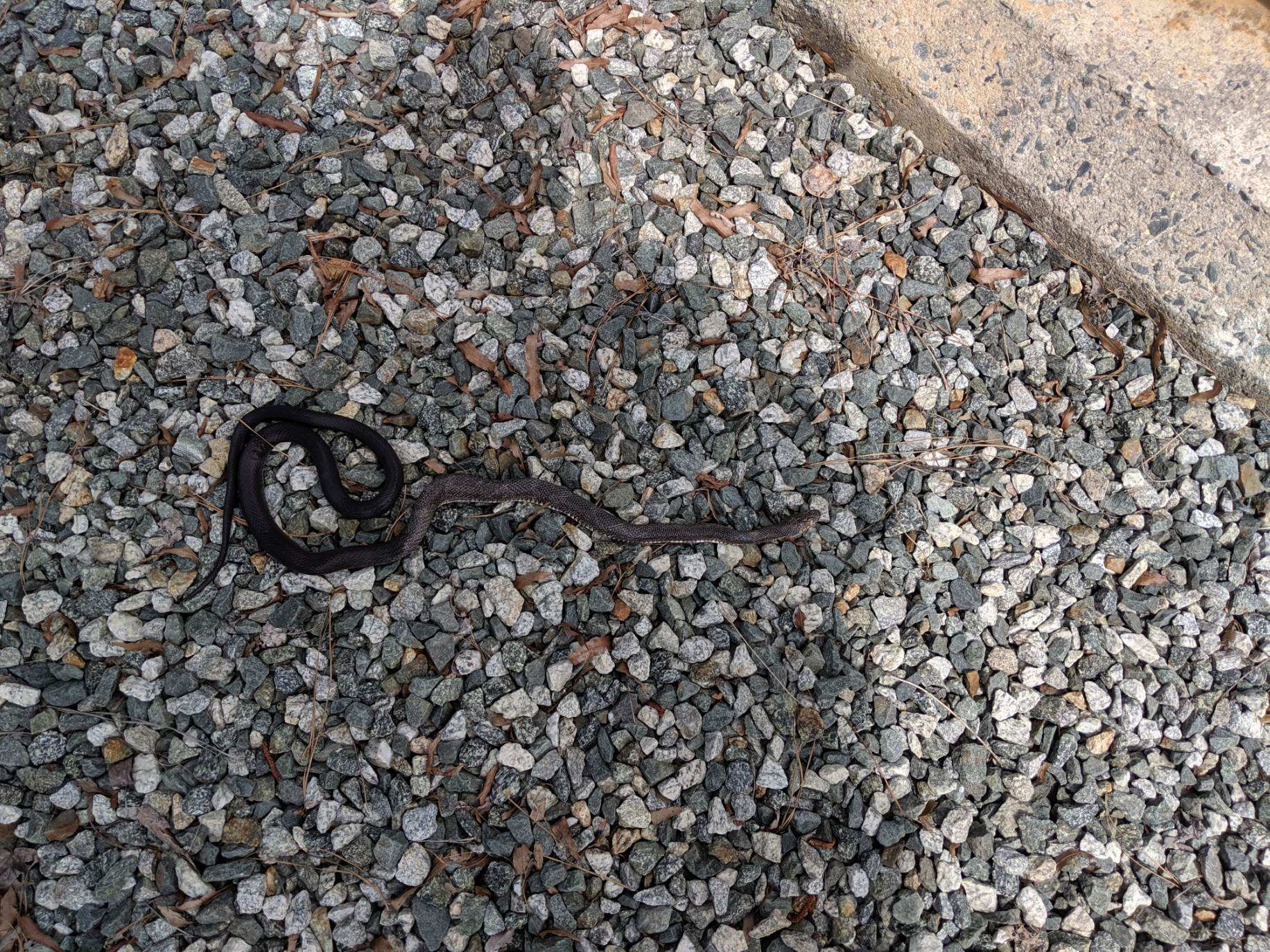 Snake Climbs Into Substation, Causes Power Outage in Hillsborough ...