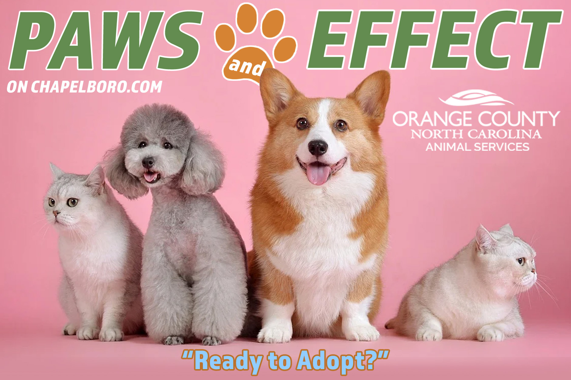 Paws and Effect: Ready to Adopt? - Chapelboro.com