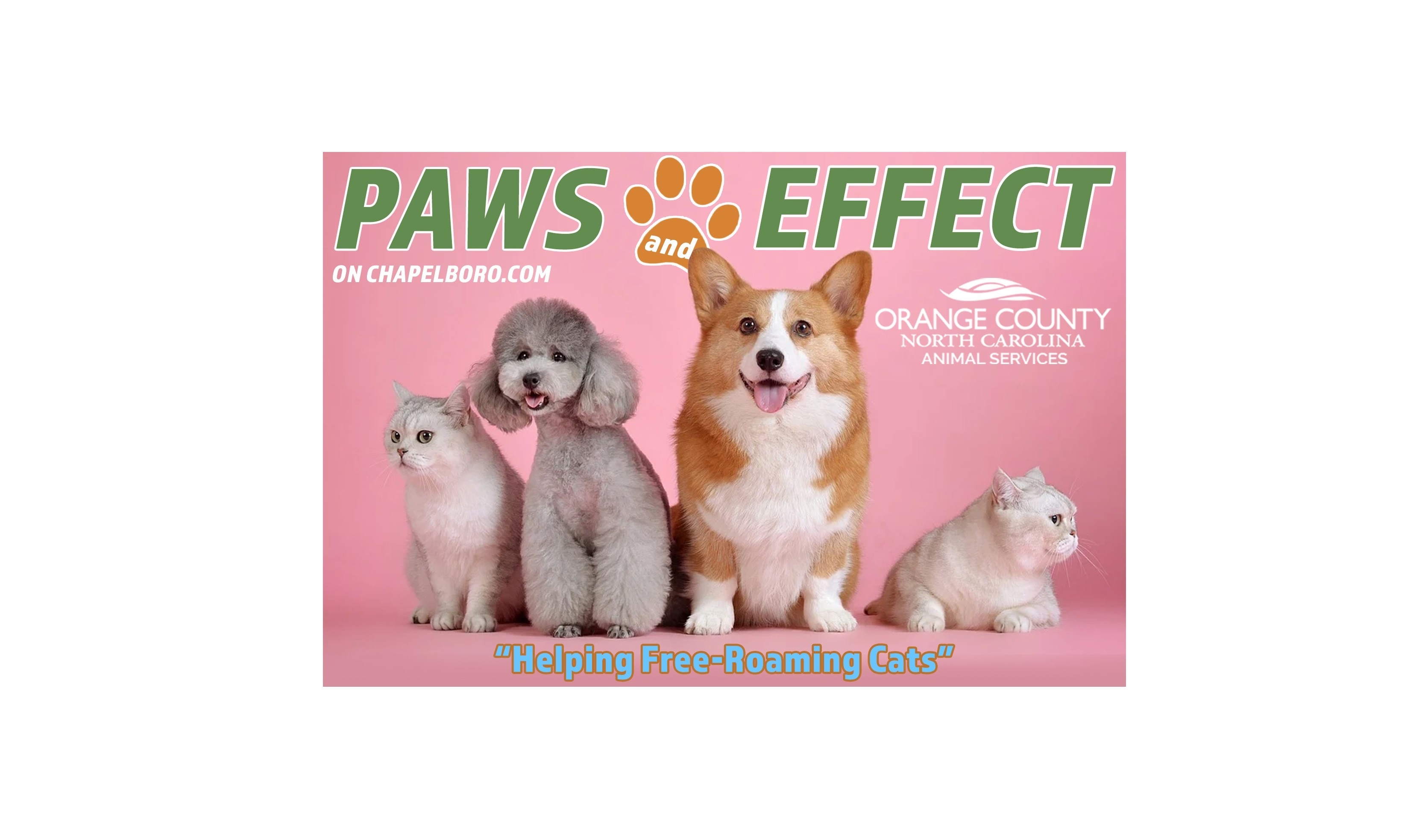 Paws and Effect: Helping Free Roaming Cats - Chapelboro.com