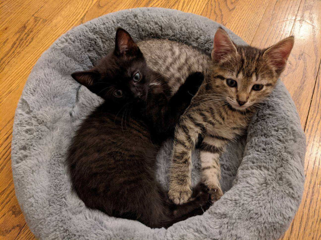 Adopt-A-Pet: Rook and Raven from Independent Animal Rescue - Chapelboro.com