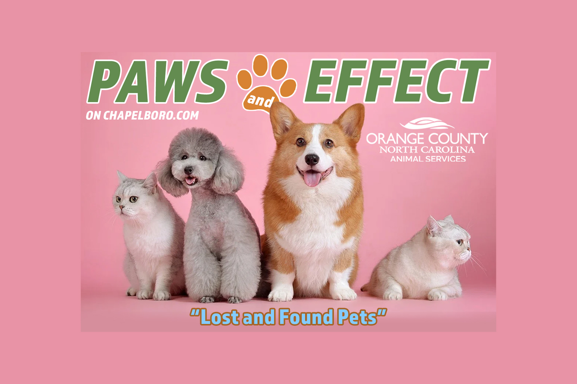 Paws and Effect: Lost and Found Pets - Chapelboro.com