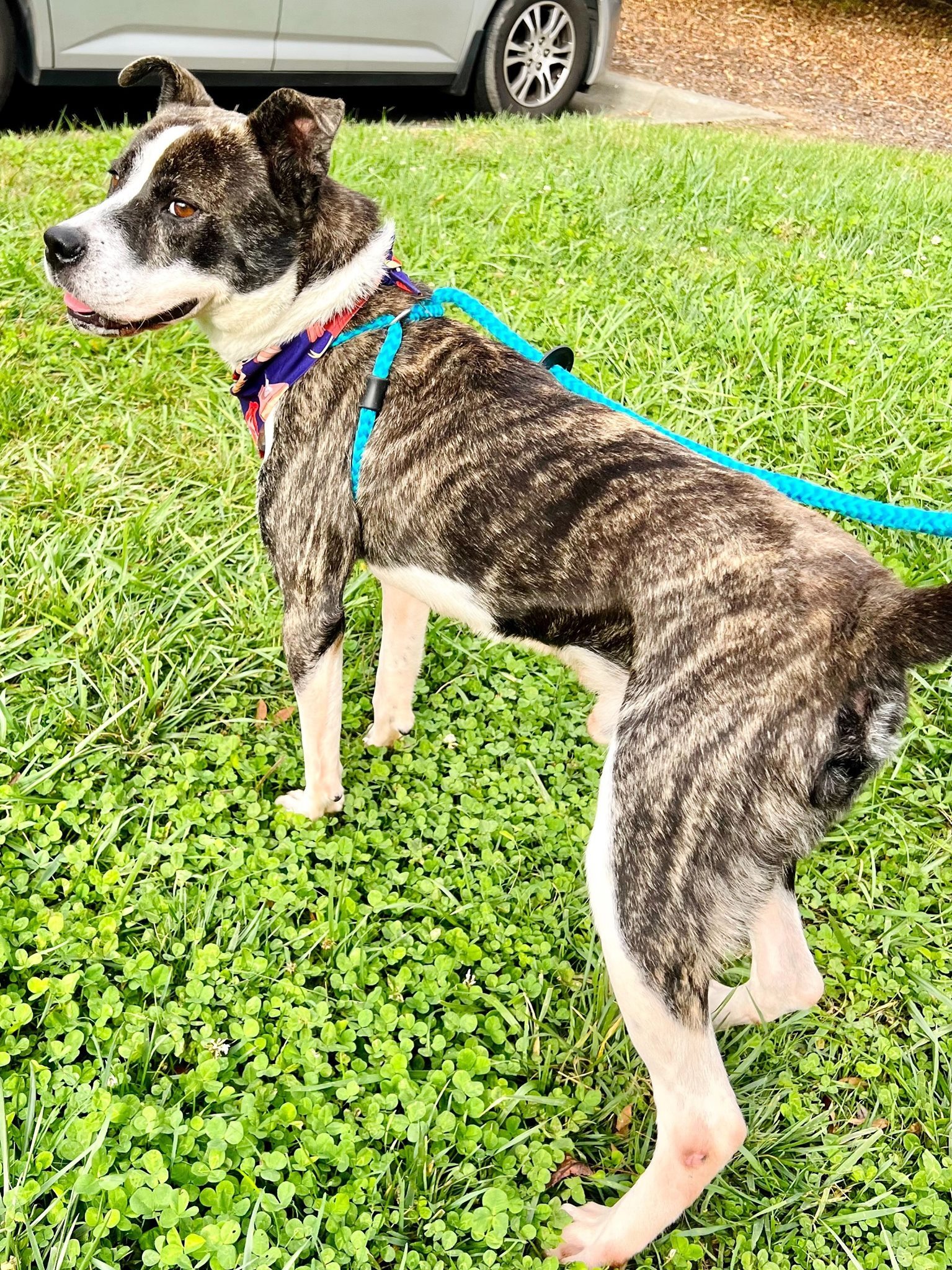 Adopt A Pet Kash Chapelboro adopt-a-pet-kash-chapelboro