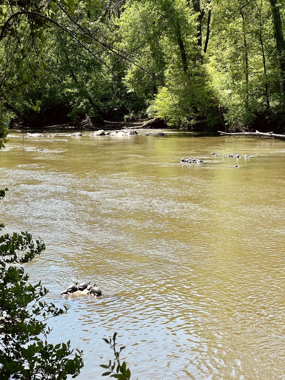 Alamance Awaits: Saxapahaw Island Park - Chapelboro.com