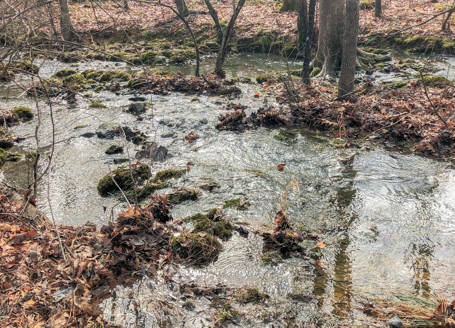 Triangle Land Conservancy Purchases Land in Chicken Bridge Forest ...