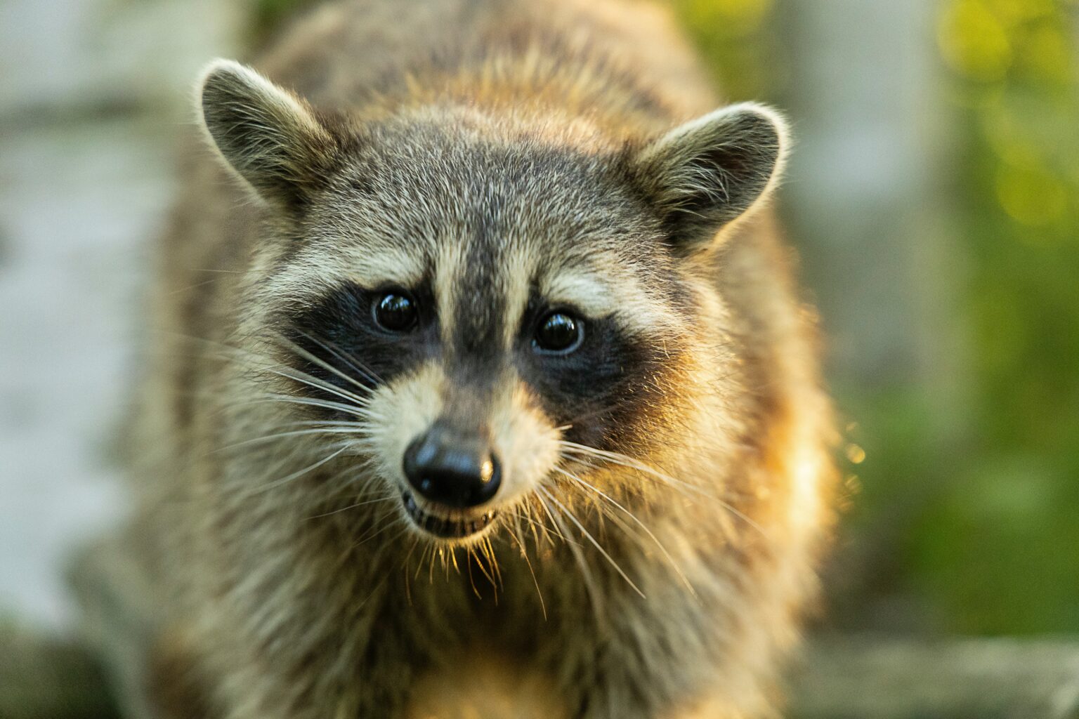 Positive Rabies Test Reported on Raccoon in Carrboro, Orange County's ...