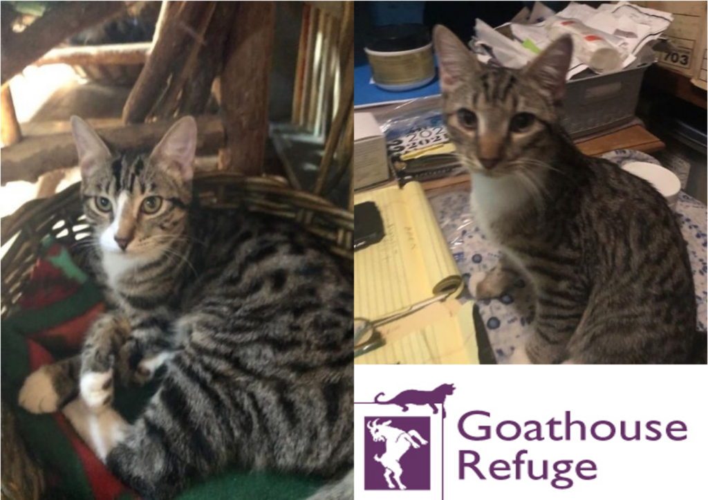 Adopt-A-Pet: Nico and Terry - Chapelboro.com