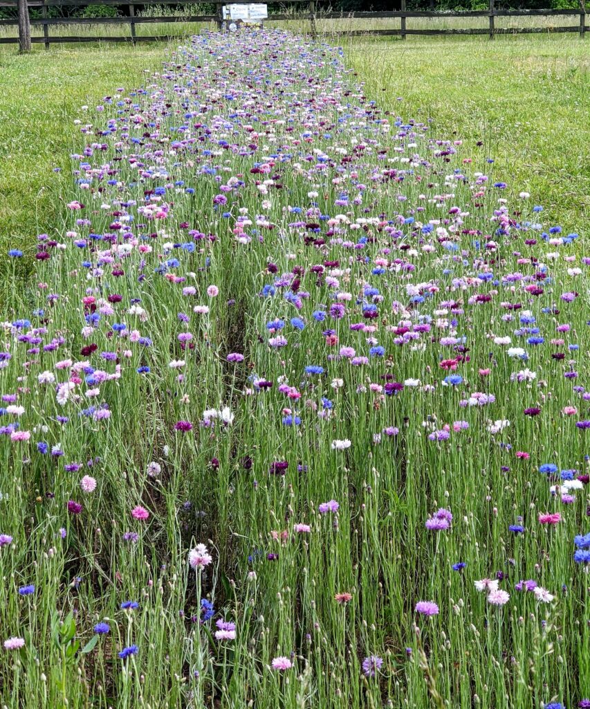 Playing in the Dirt: Grow Wildflowers! - Chapelboro.com