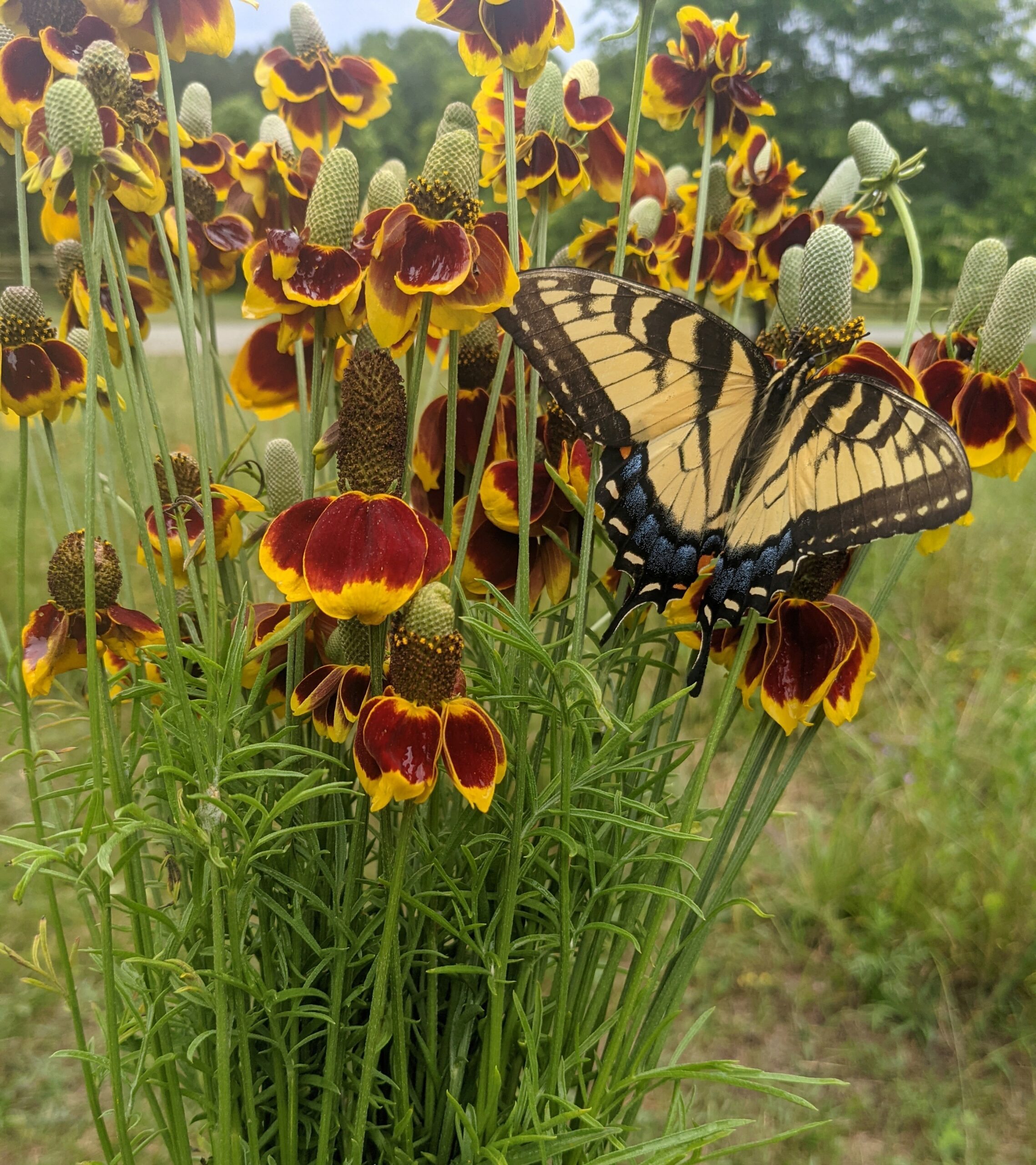 Playing in the Dirt: Grow Wildflowers! - Chapelboro.com