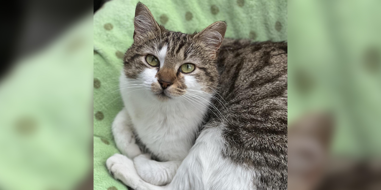 Adopt-A-Pet: Petunia - Chapelboro.com