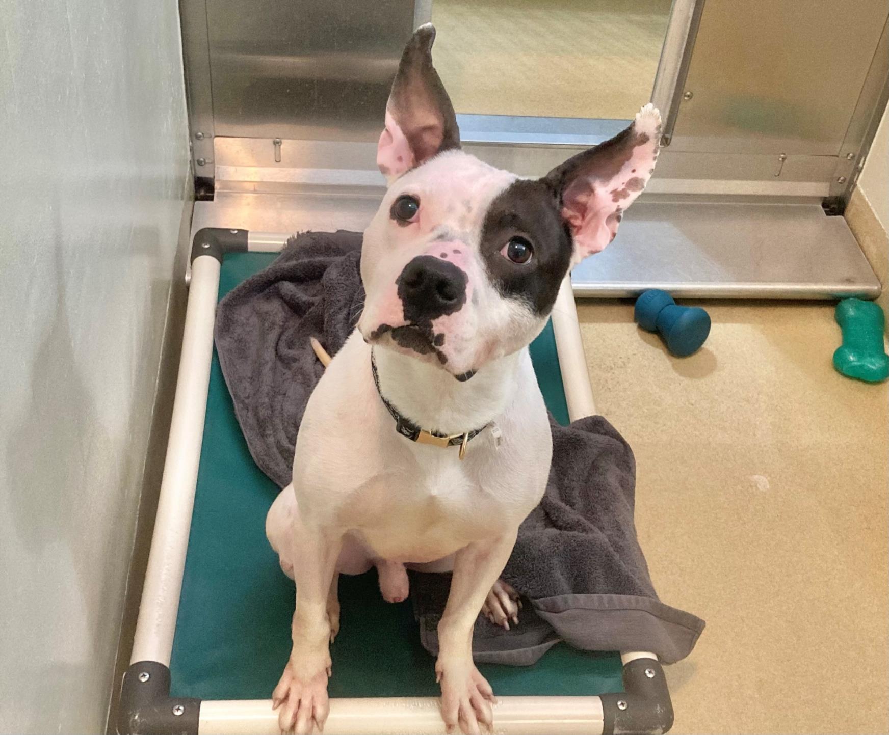 Adopt A Pet Mr Pickles Chapelboro