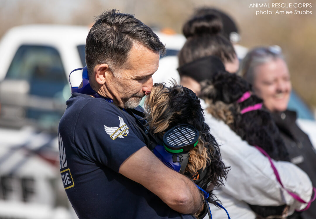 After Group Rescue of 214 Dogs in Chatham County, Some Are Ready for ...