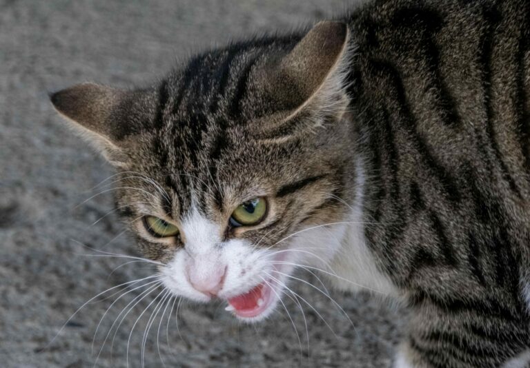 Positive Rabies Tests from Stray Cats Mark 6th and 7th in Orange County ...