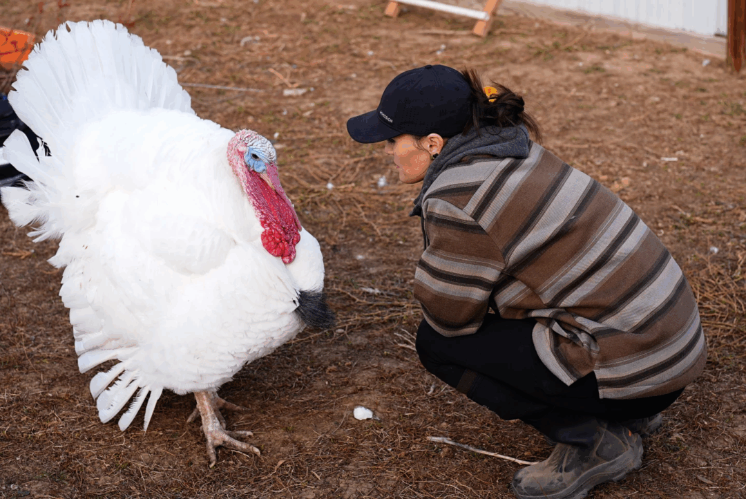 Some Families Are ‘Adopting’ Turkeys for Thanksgiving Instead of Eating ...