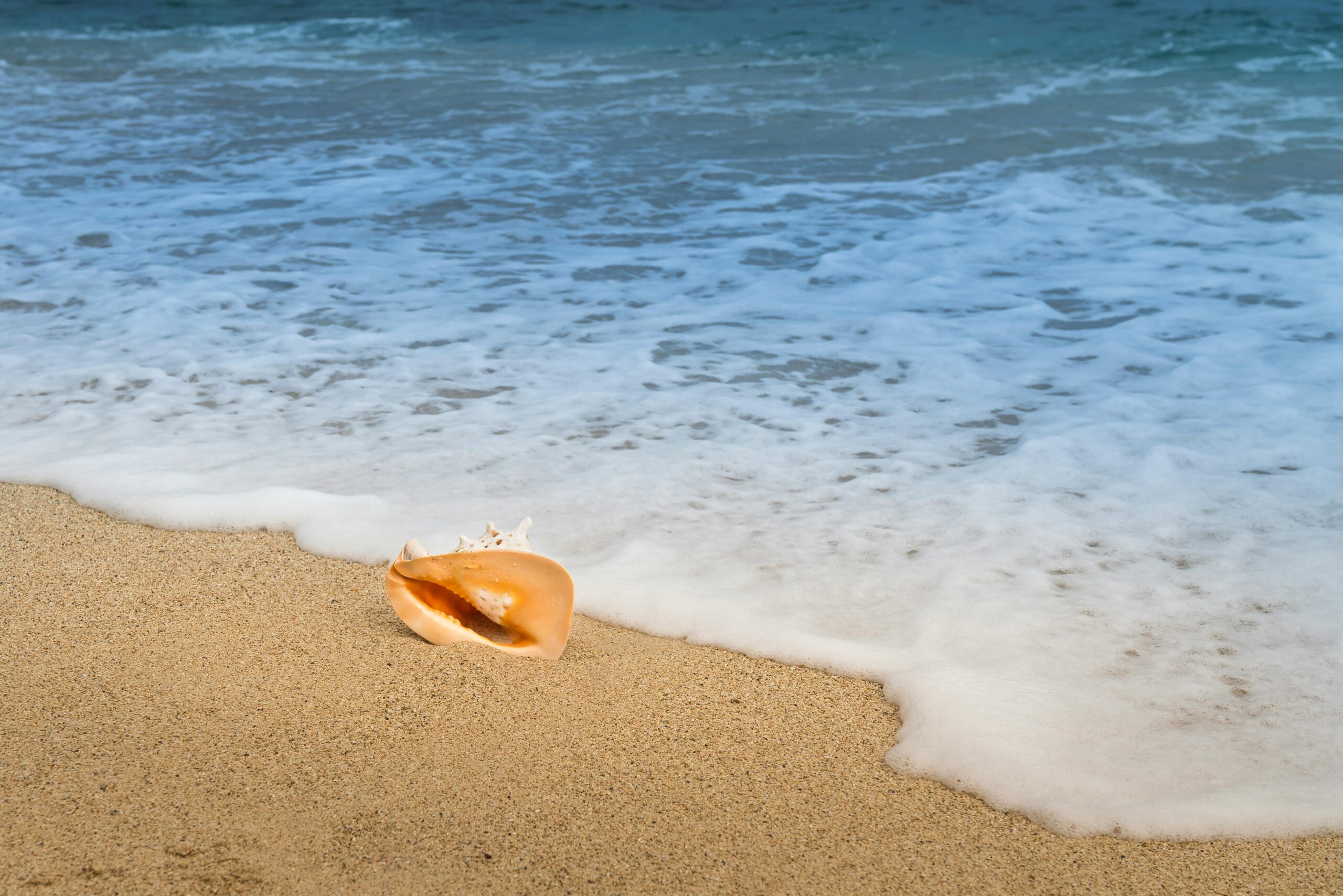 Little Big Moments: Putting Your Ear to the Conch Shell - Chapelboro.com