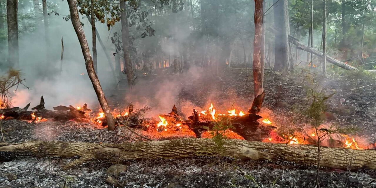 Brush Fire Contained, But Still Burning in Carolina North Forest ...