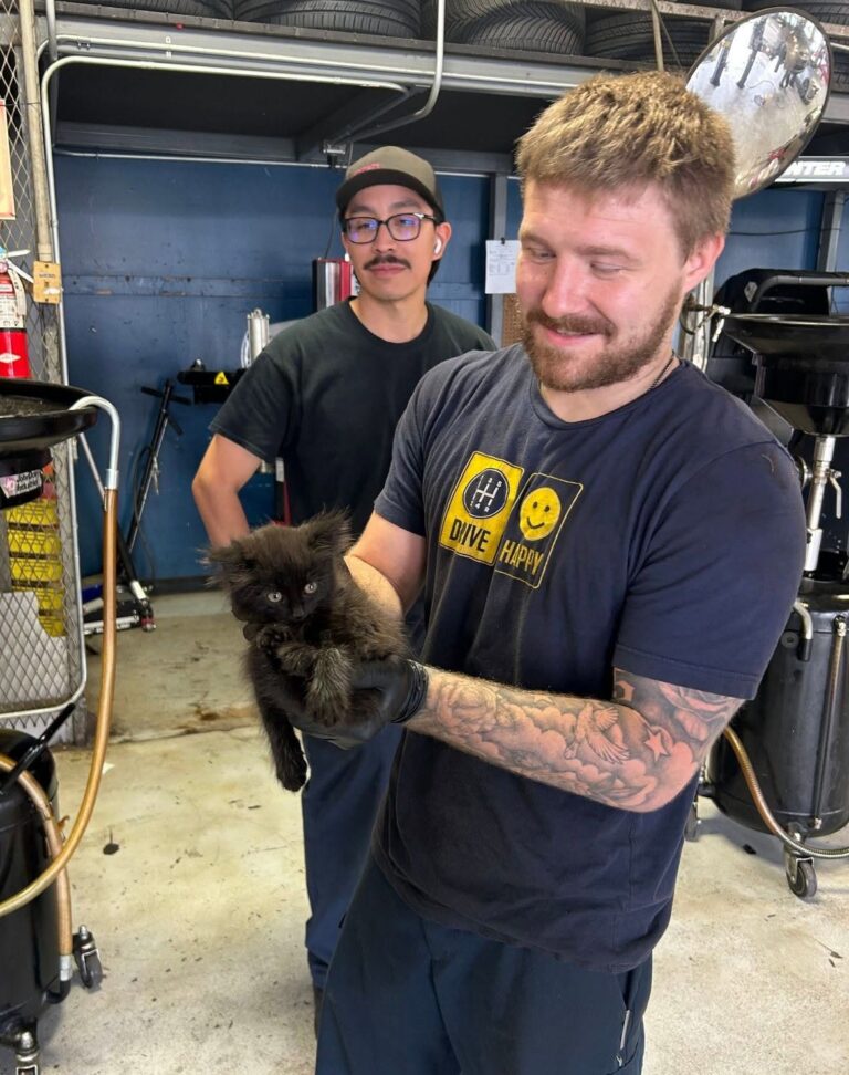Kitten Rescued, Adopted After Found in Car Serviced by Chapel Hill Tire ...